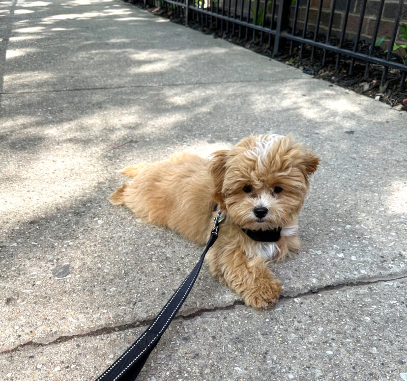 Designing With Four-Legged Family Members in Mind - Amy Kartheiser Design